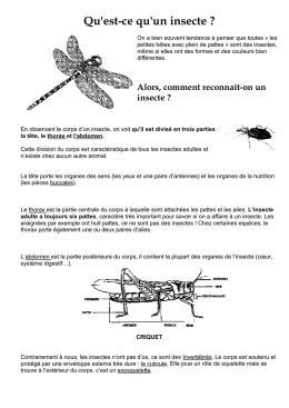 Fiche 1 cycle 3 : reconnaître les insectes