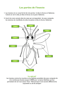 Embranchement des Arthropodes (>1 000 000 espèces) - e