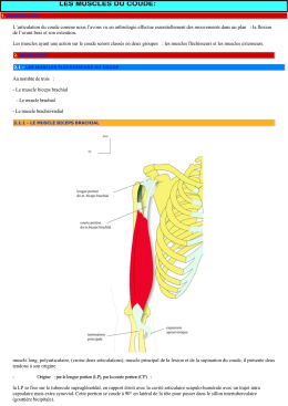 Muscles du bras, du coude, de la prono-supination