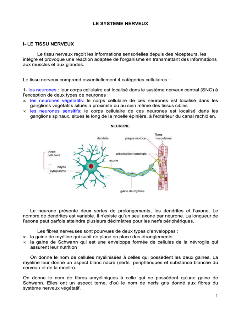 1 LE SYSTEME NERVEUX I- LE TISSU NERVEUX Le tissu