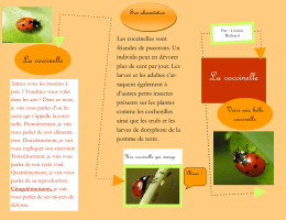 le cycle de vie de la coccinelle