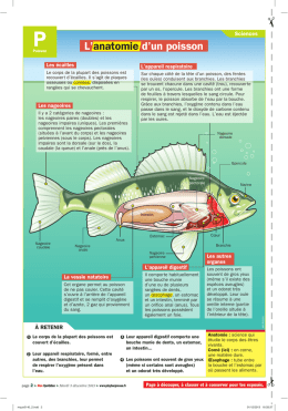 L`anatomie d`un poisson