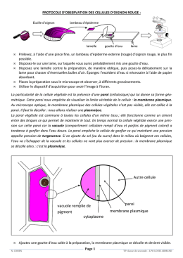 protocole d`observation des cellules d`oignon rouge