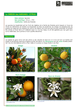 L`origine des agrumes : Leur évoLution et La naissance des