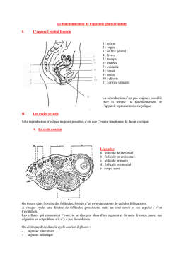 Révision anatomie féminine 1. À quelles structures correspondent