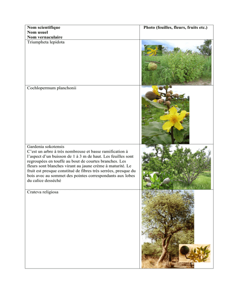 Nom Scientifique Nom Usuel Nom Vernaculaire Photo feuilles Fleurs Nom Scientifique Nom Usuel Nom Vernaculaire Photo feuilles Fleurs