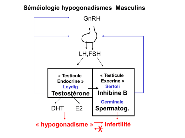 Hypogonadisme Masculin Diaporama Hypogonadisme Masculin Diaporama