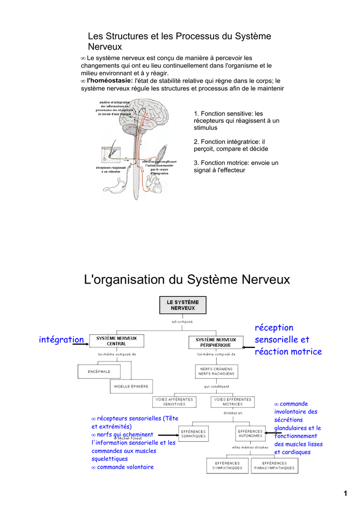 L`organisation du Système Nerveux