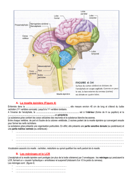 Corrigé des exercices sur le système nerveux