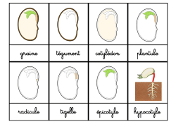 Schéma de germination d`un haricot