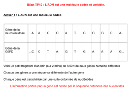 Seconde – SVT Complément sur l`ADN, les gènes , les