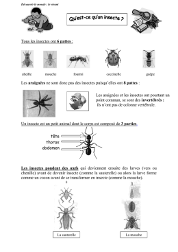 Sciences Qu`appelle-t-on un insecte ? Comment