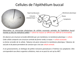 Cellules de l’épithélium buccal